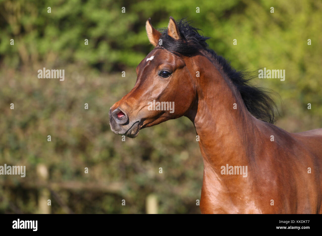 Bay arabian horse hi-res stock photography and images - Alamy