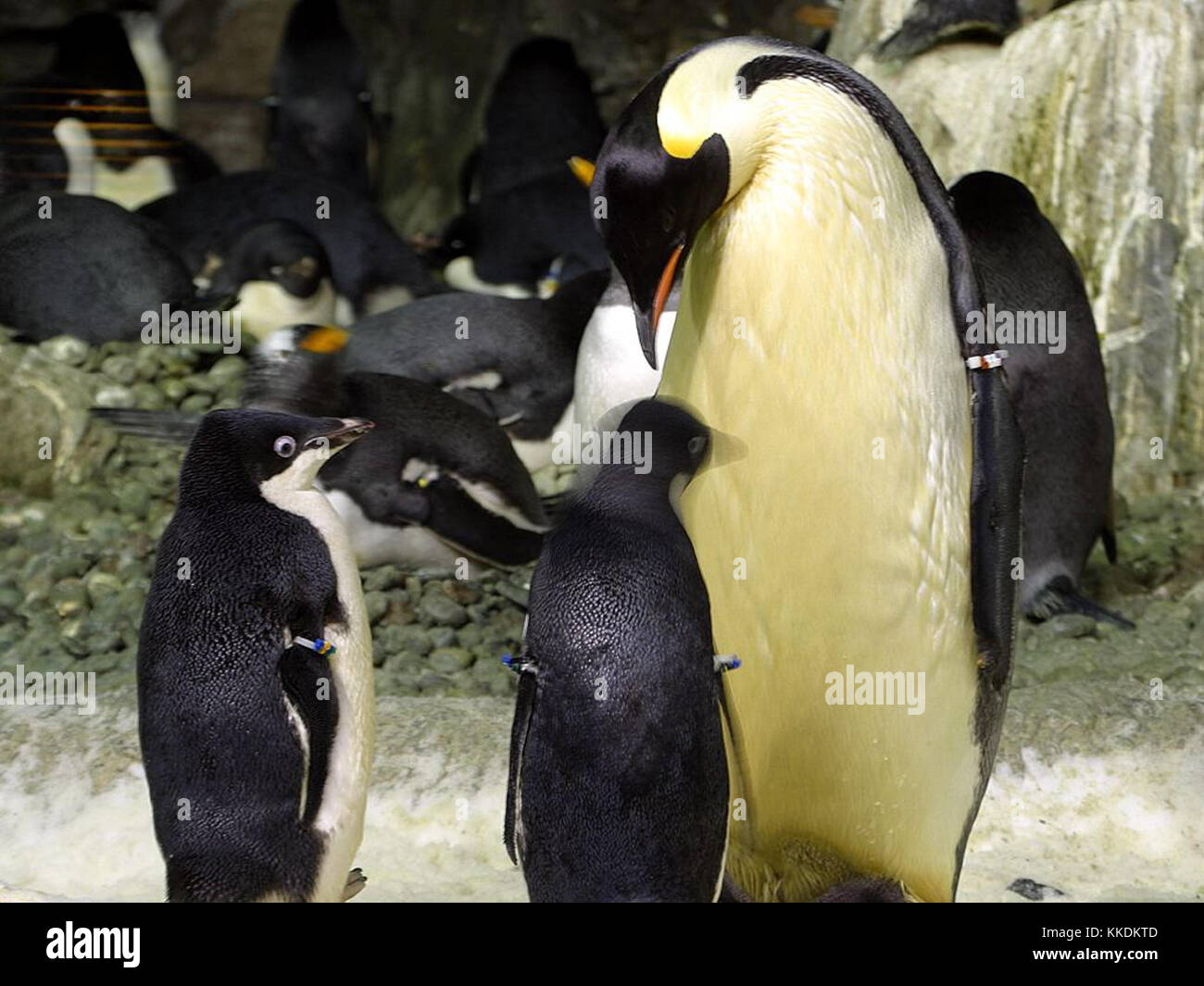 Penguin population study hi-res stock photography and images - Alamy