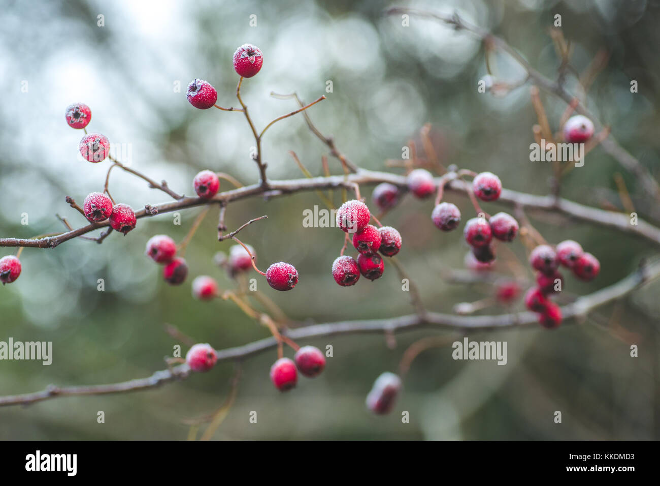 Winter coming to Ireland with first rime on red berries spotted in ...