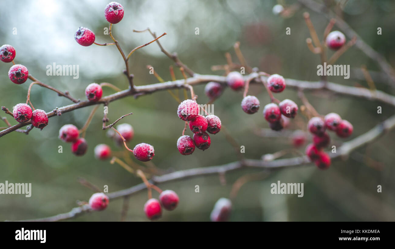 Winter coming to Ireland with first rime on red berries spotted in ...