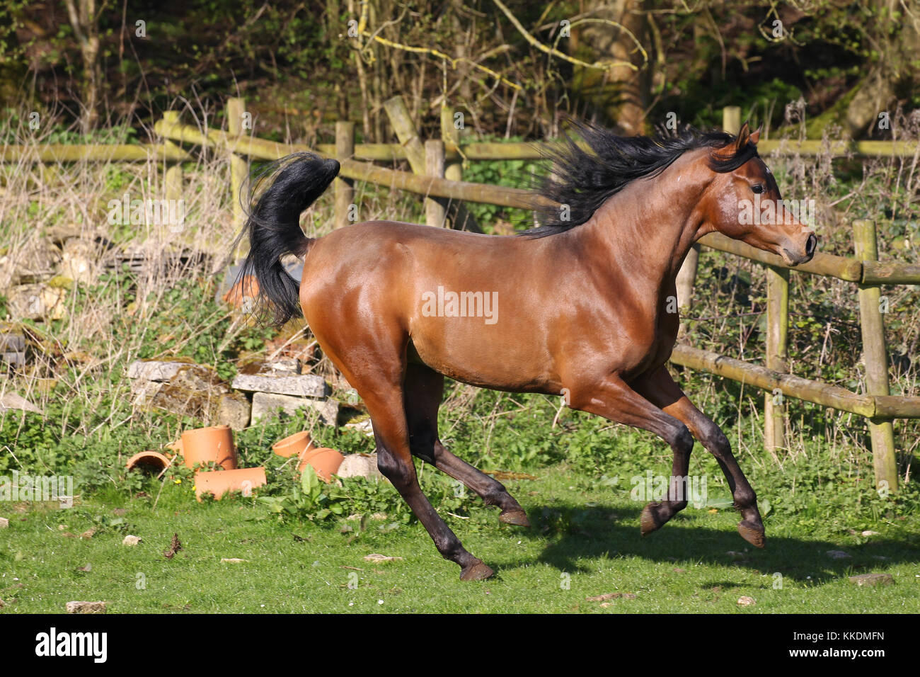 Arab free hi-res stock photography and images - Alamy