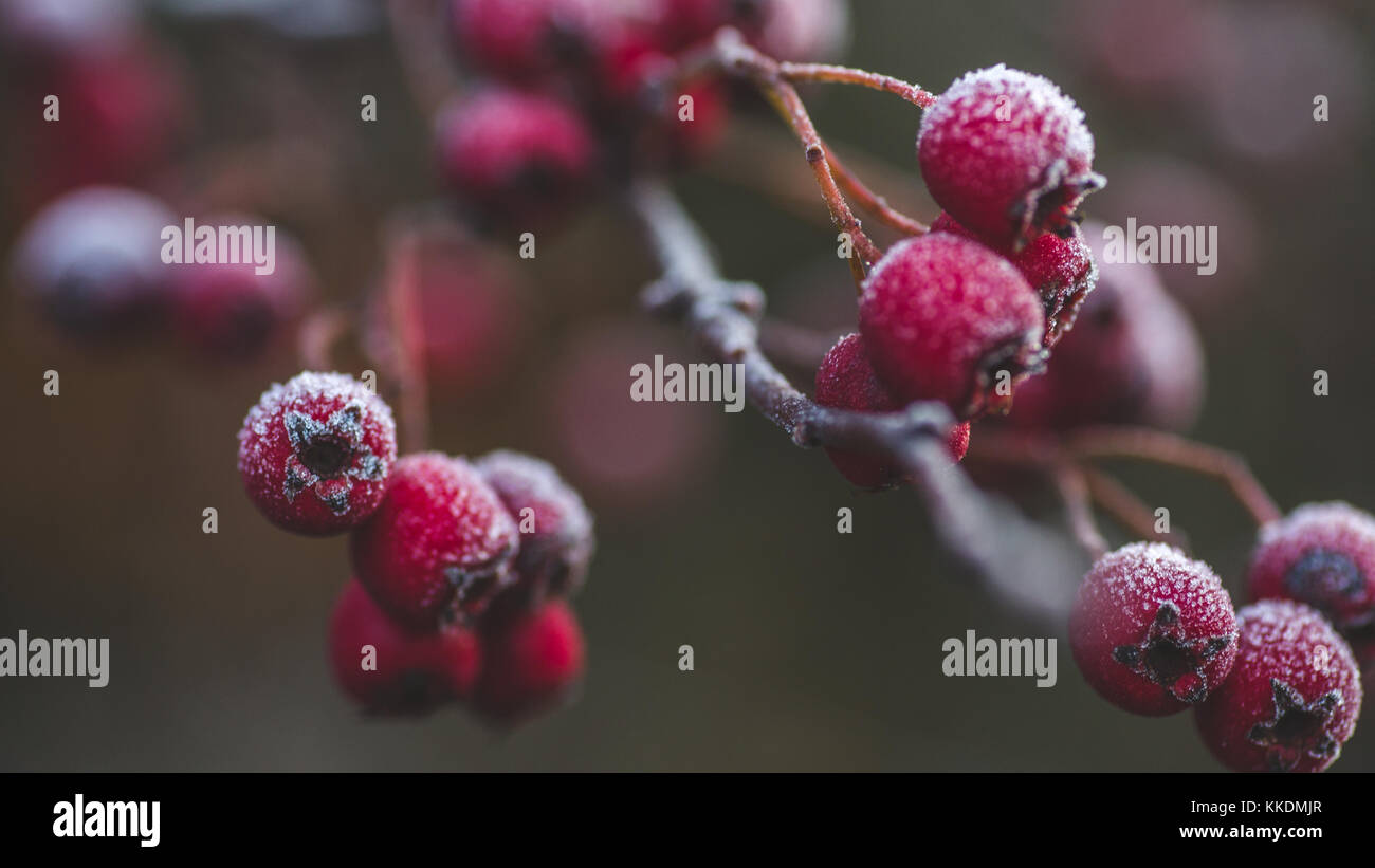 Winter coming to Ireland with first rime on red berries spotted in ...