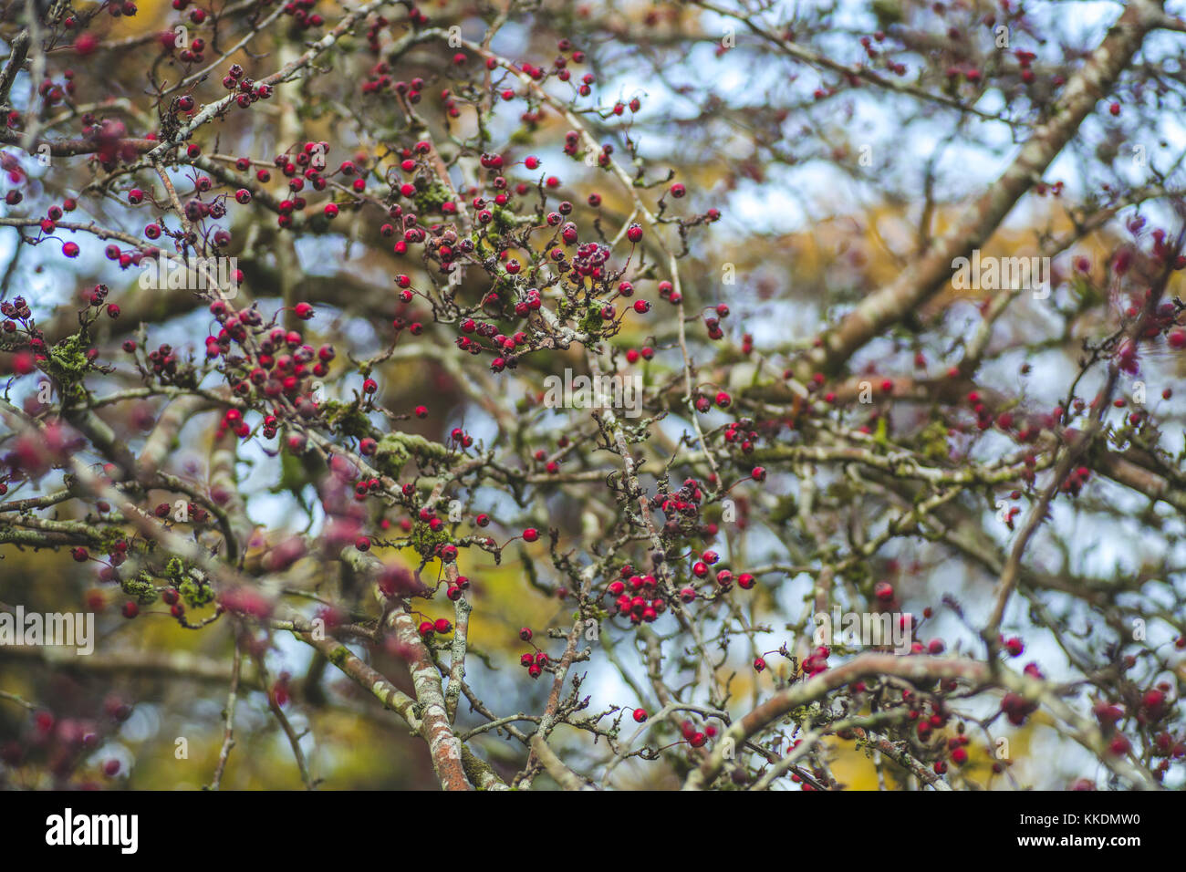 Winter coming to Ireland with first rime on red berries spotted in ...