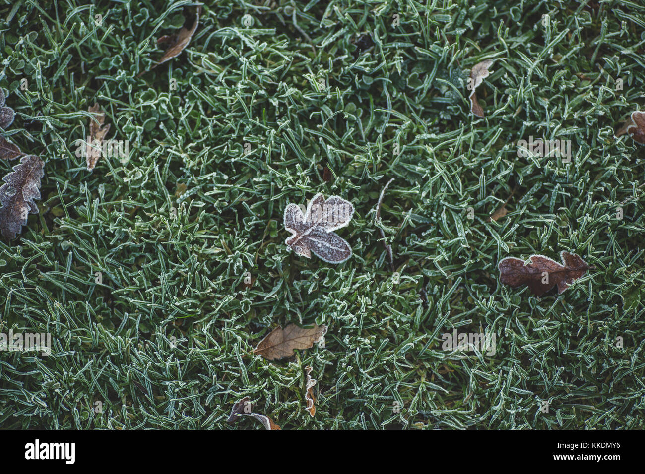 First signs of winter with frost rime covering oak tree leaves in ...