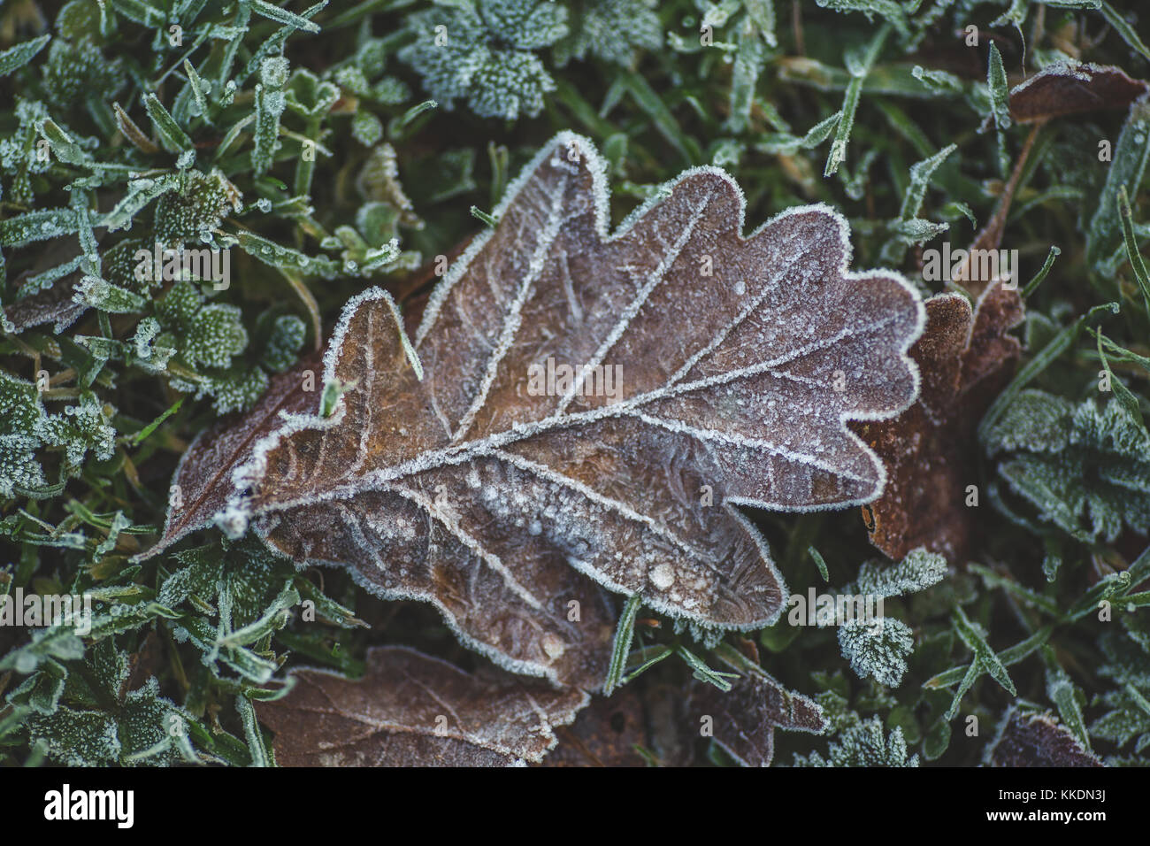 First signs of winter with frost rime covering oak tree leaves in ...