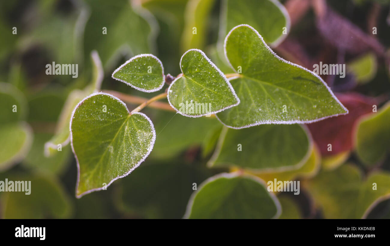 First signs of winter with morning frost rime covering leaves in ...