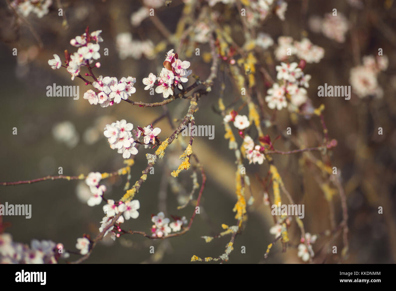 Tree branch with blooming flowers Stock Photo - Alamy