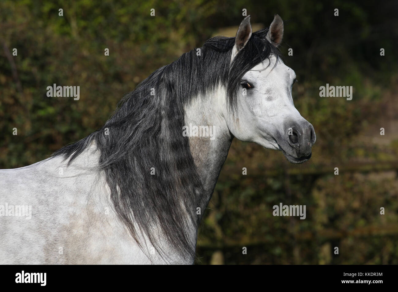 Grey arab horse hi-res stock photography and images - Alamy