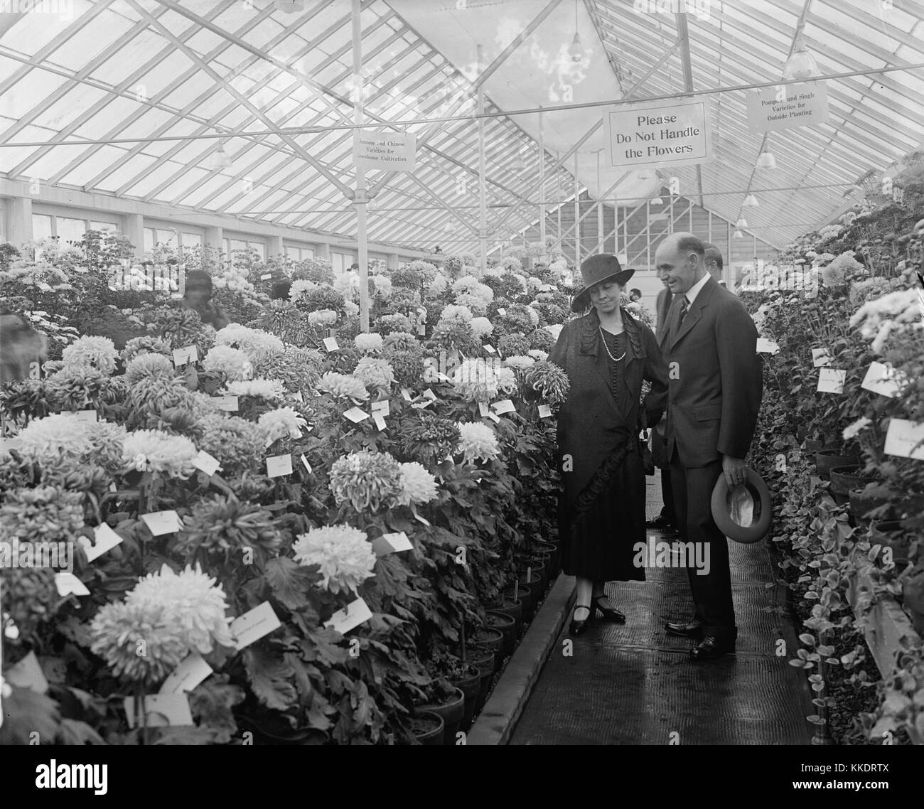 Chrysanthemums art Black and White Stock Photos & Images - Alamy