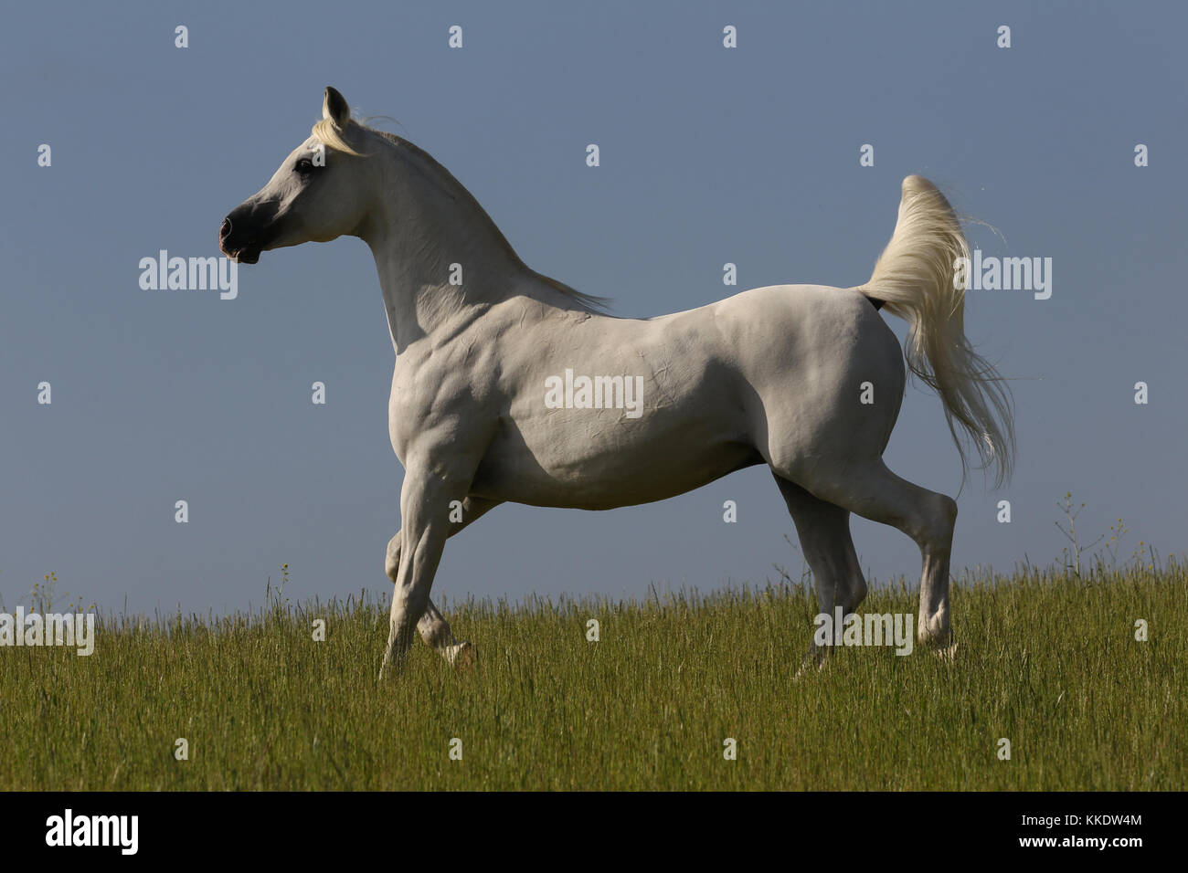 Arabian Horse Arab High Resolution Stock Photography and Images - Alamy