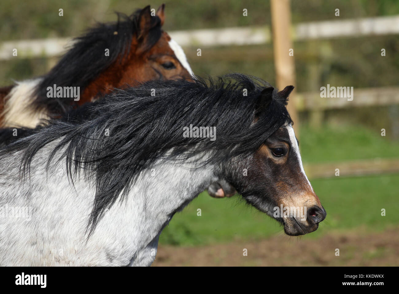 Welsh Section A Ponies Stock Photo - Alamy