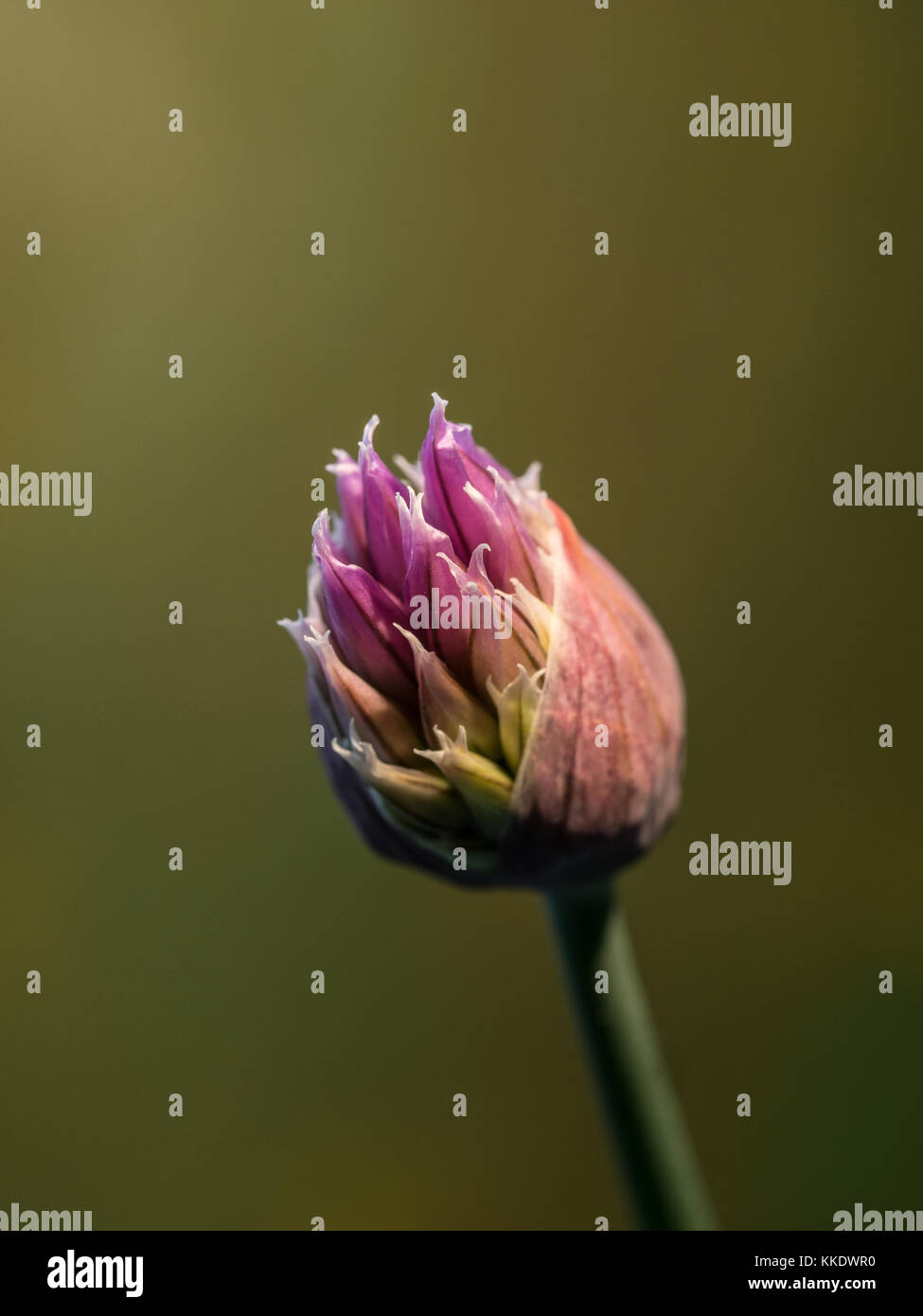 Close up of a opening chives flowerhead against a blurred background ...