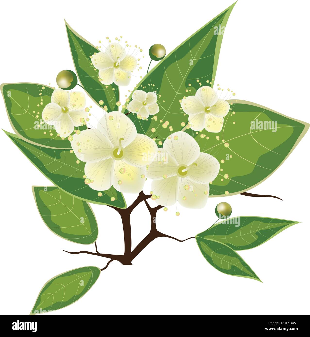 Myrte myrtus communis Stock Vector Images - Alamy