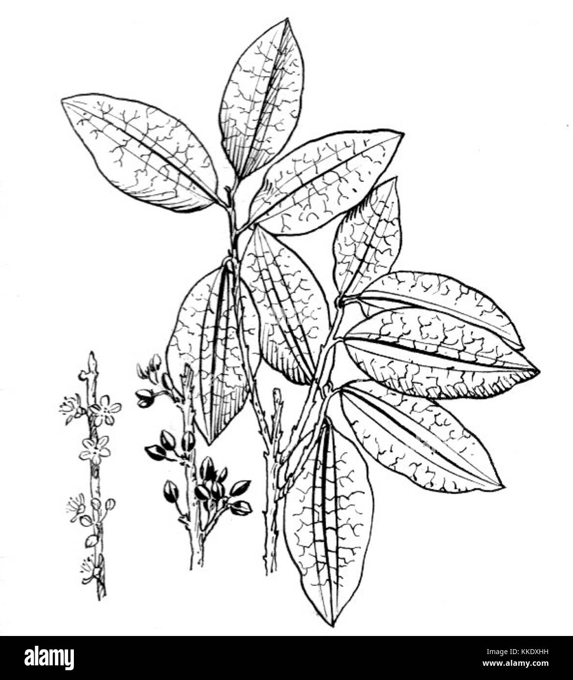 Indigenous remedies Black and White Stock Photos & Images - Alamy