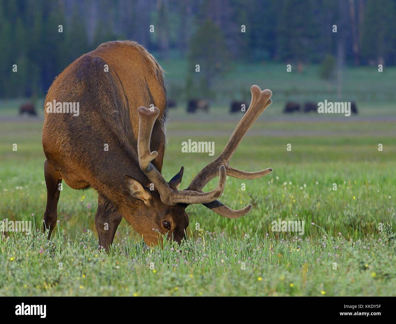 Elk anatomy hi-res stock photography and images - Alamy
