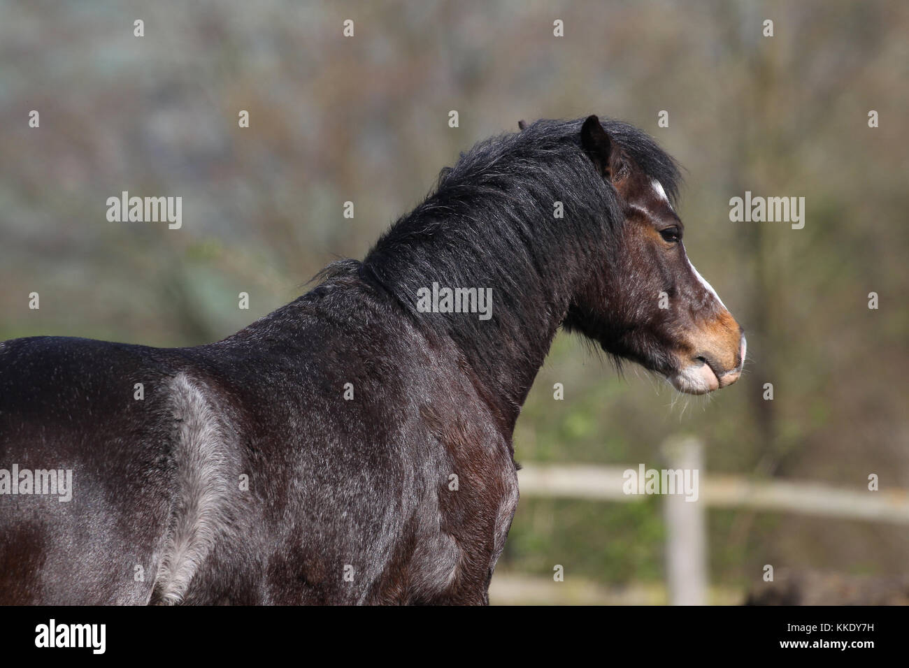 Welsh pony section a hi-res stock photography and images - Alamy