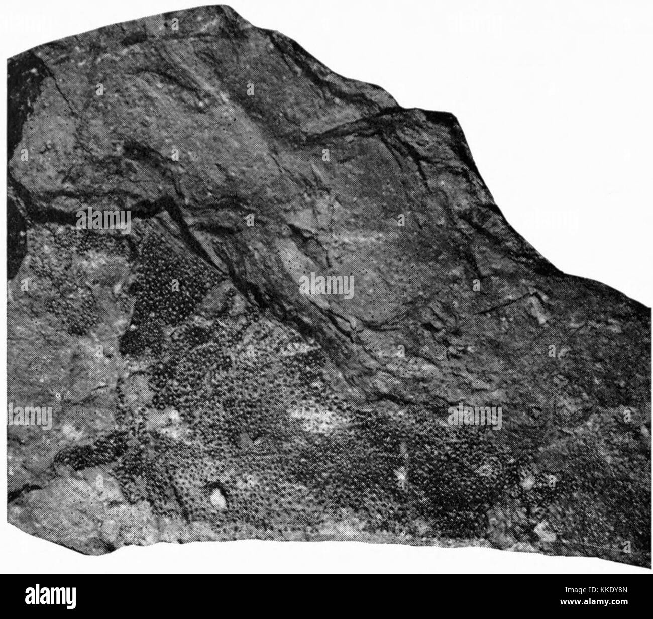 Eurypterids High Resolution Stock Photography and Images - Alamy