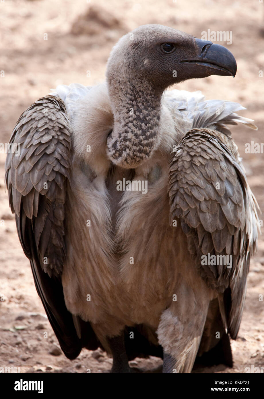 A White-backed Vulture (Gyps africanus) in northeast Zimbabwe Stock ...