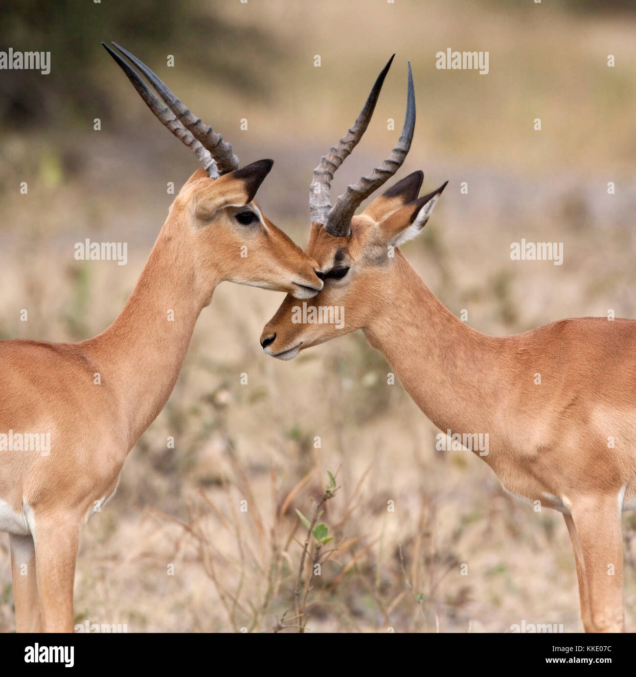 Two young male Impala (Aepyceros melampus melampus) in the Savuti ...