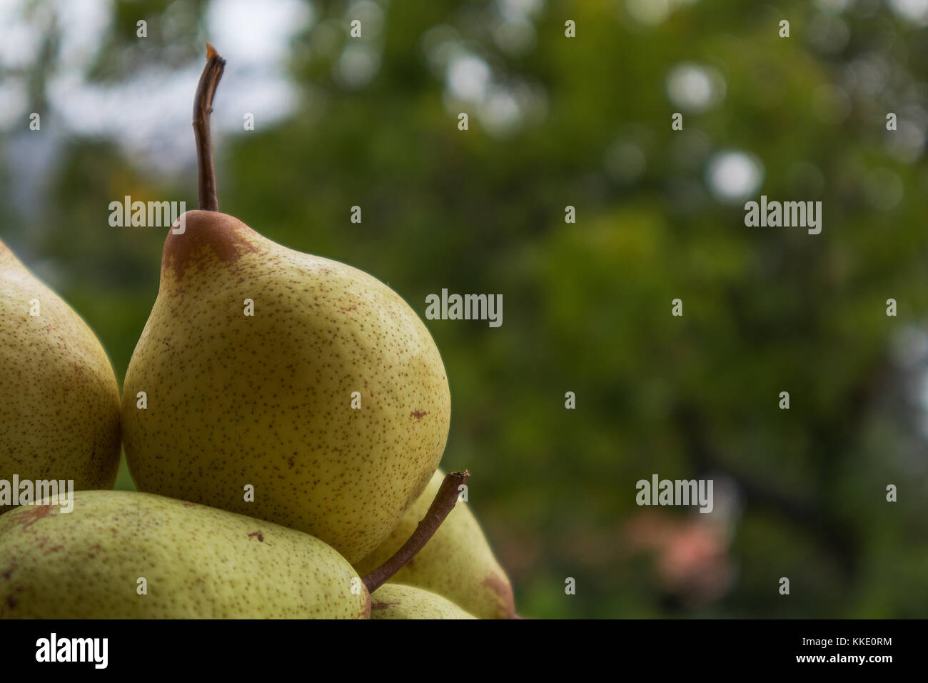 Yellow pears with green vegetation in background Stock Photo - Alamy