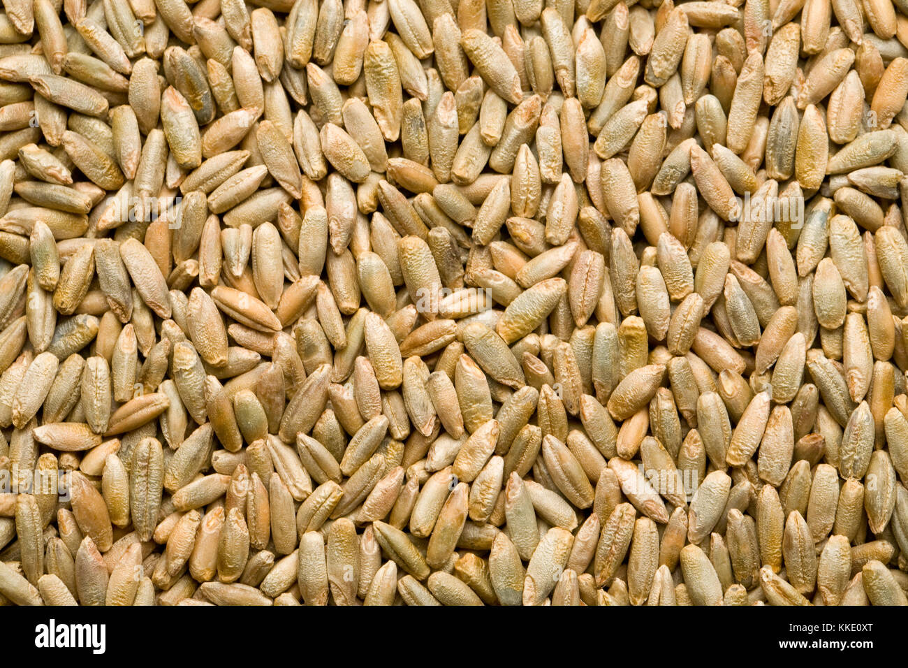 rye background view from the top Stock Photo - Alamy
