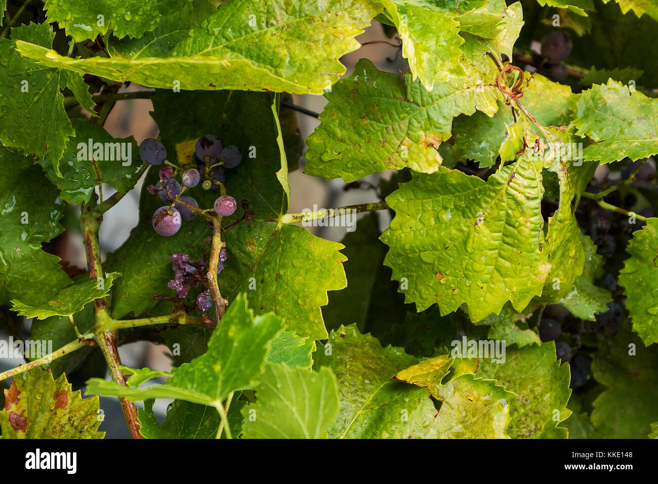 Rain on grapevine leaves hi-res stock photography and images - Alamy