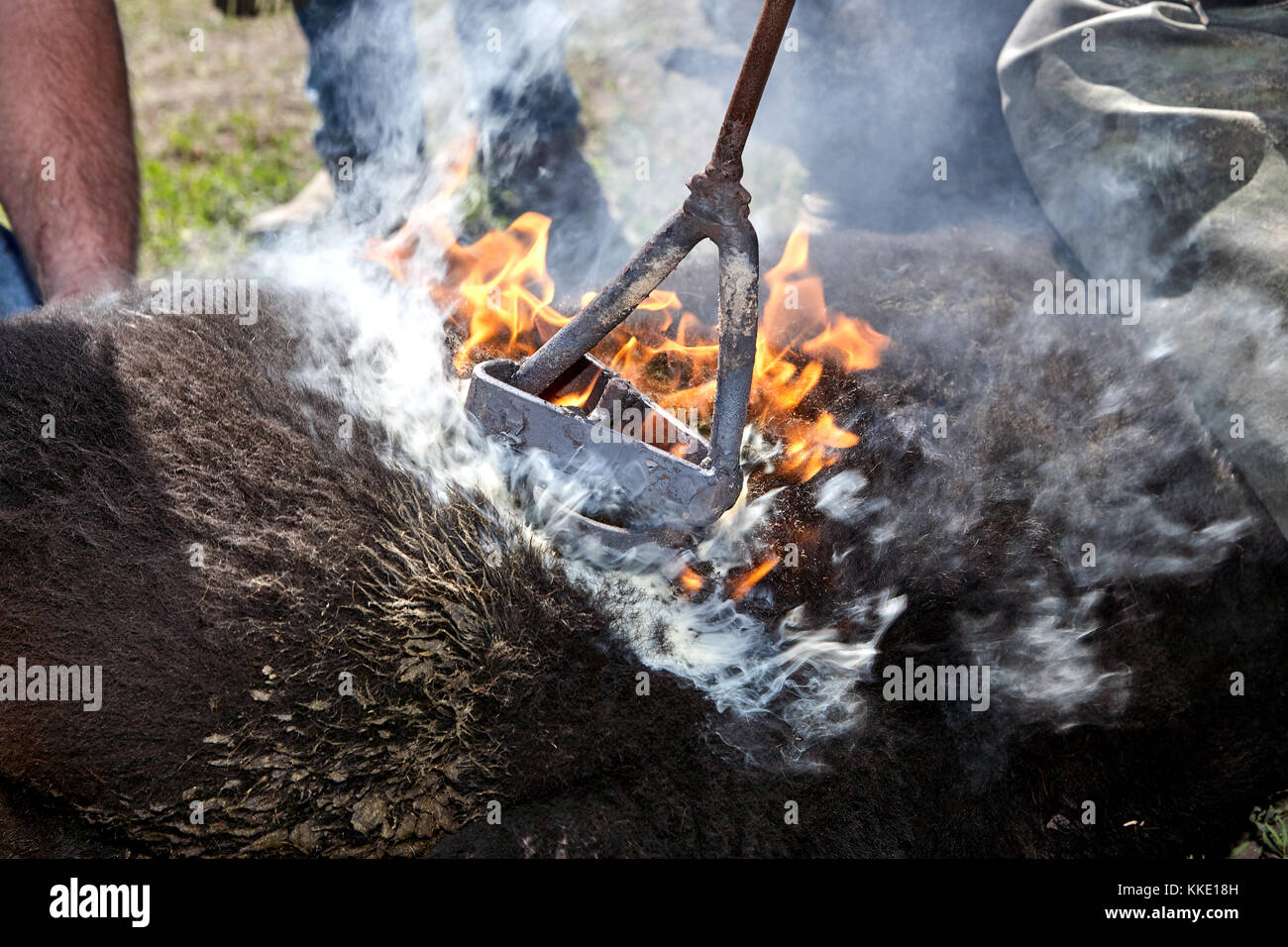 Branding iron hi-res stock photography and images - Alamy