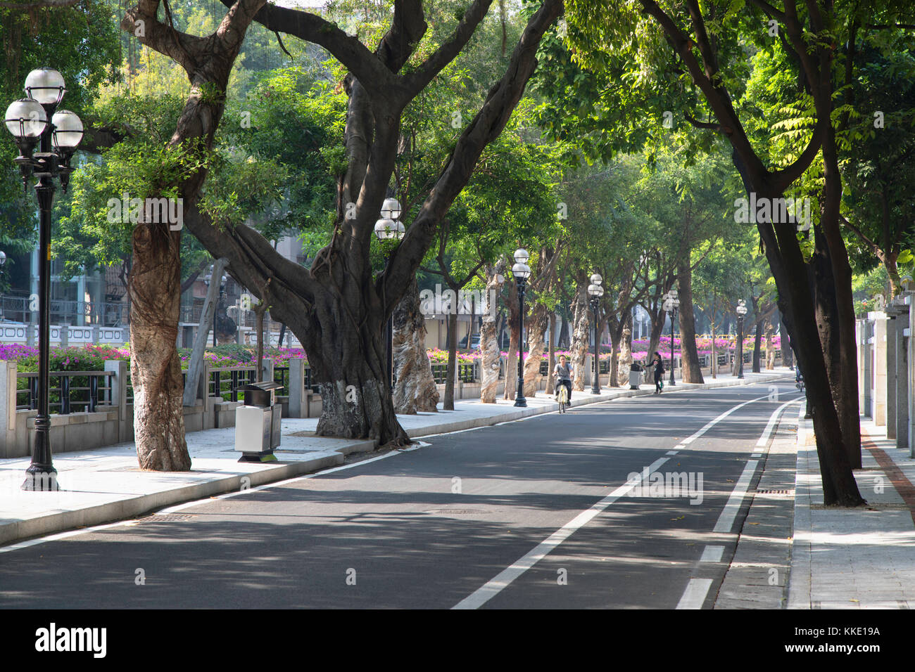 Tree lined road in Dongshan area, Guangzhou, Guangdong, China Stock ...