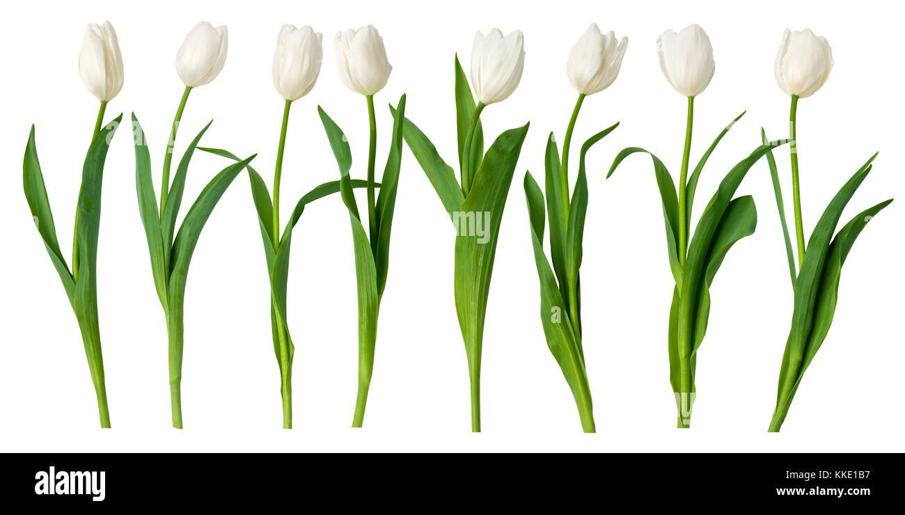 white tulips, on white background Stock Photo - Alamy