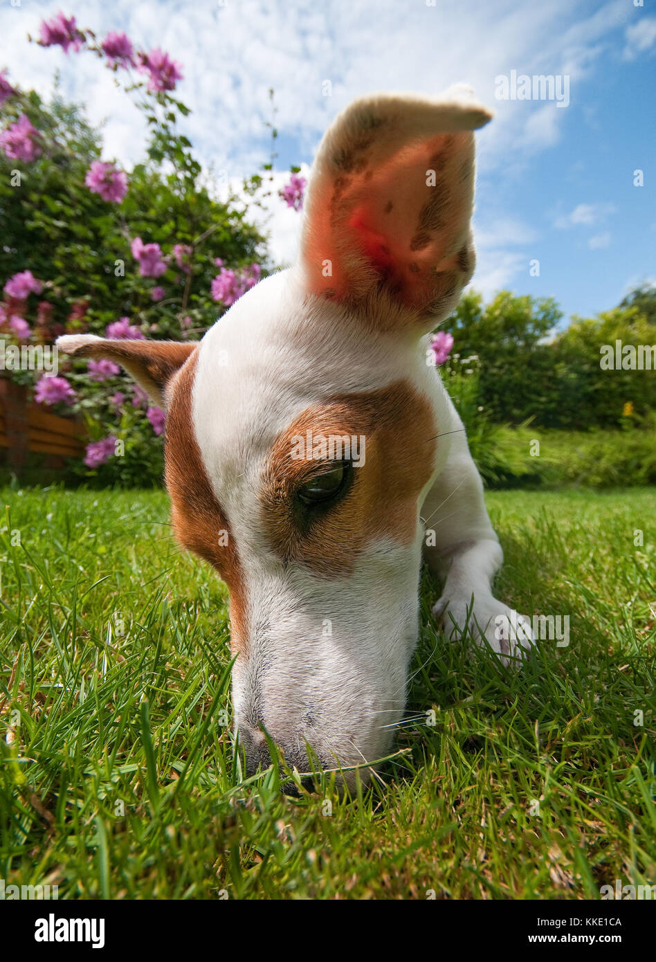 Jack Russell Terrier playing Stock Photo - Alamy