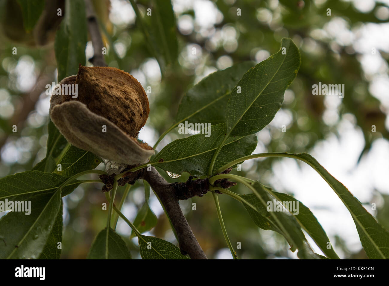 Nut fruit stuck in the tree Stock Photo - Alamy