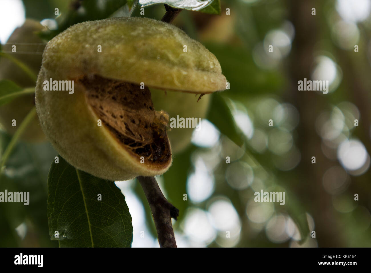 Nut fruit stuck in the tree Stock Photo - Alamy
