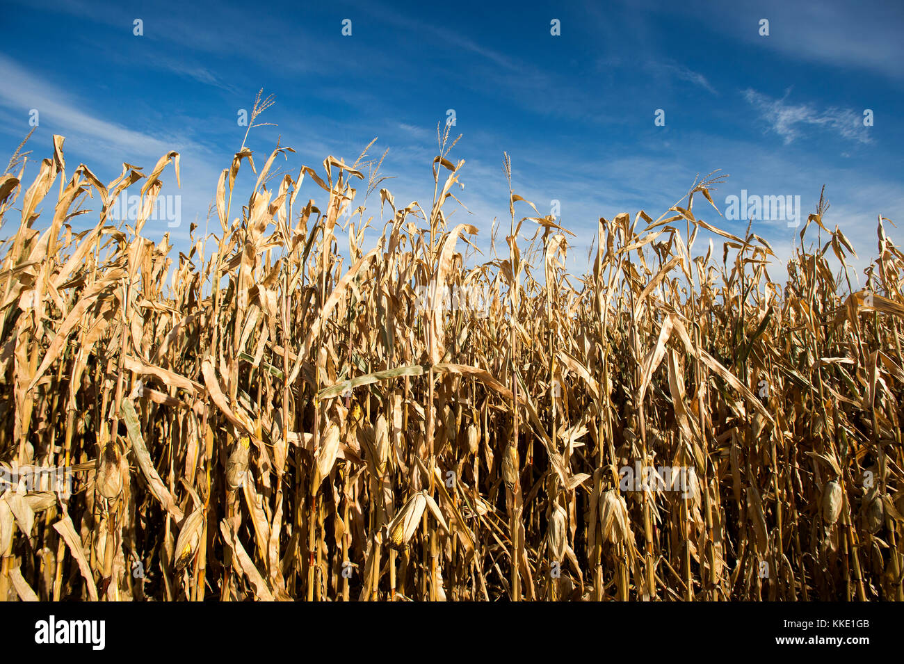 HARVEST READY CORN STANDING IN FIELD UTICA, MINNESOTA Stock Photo - Alamy