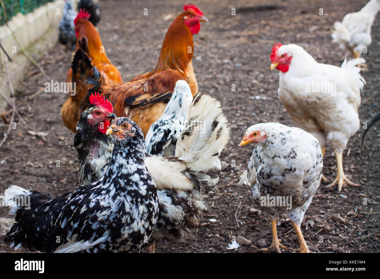 Different types of chicken breeds on the farm Stock Photo - Alamy