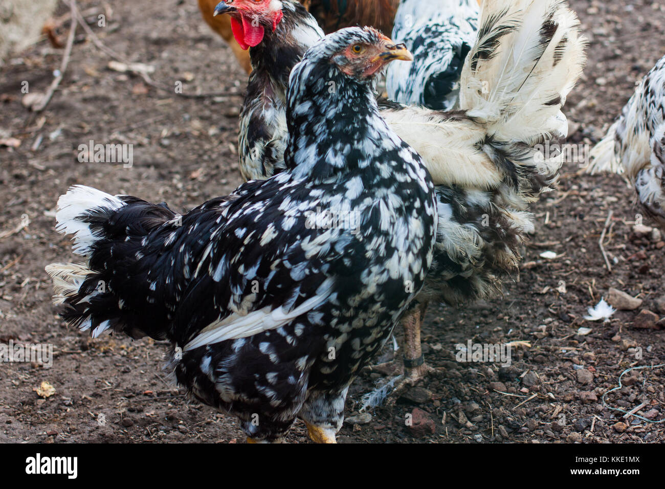 Spangled black and white chicken Stock Photo - Alamy