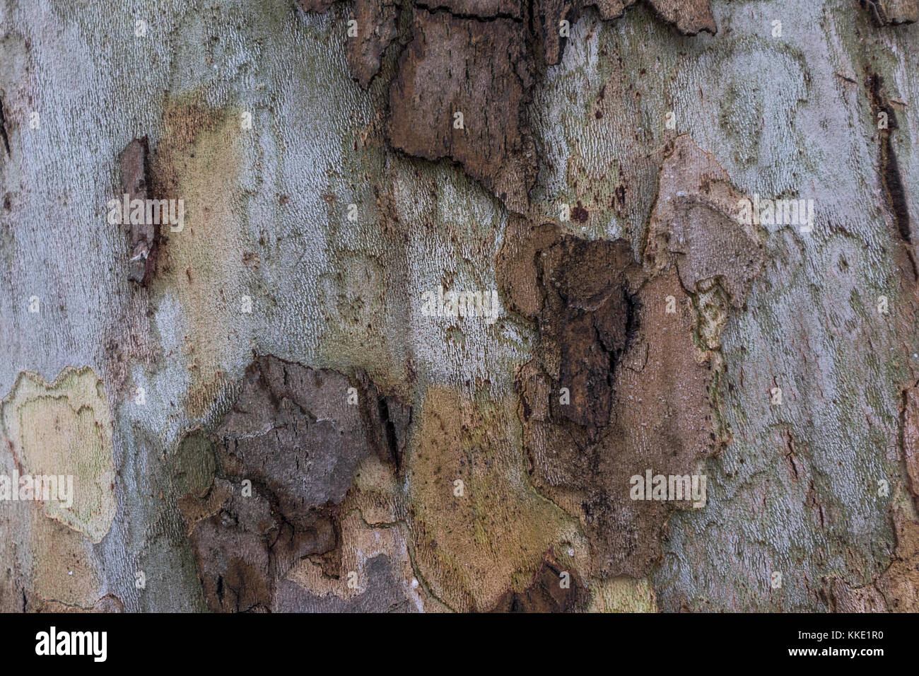 Old tree texture Stock Photo - Alamy
