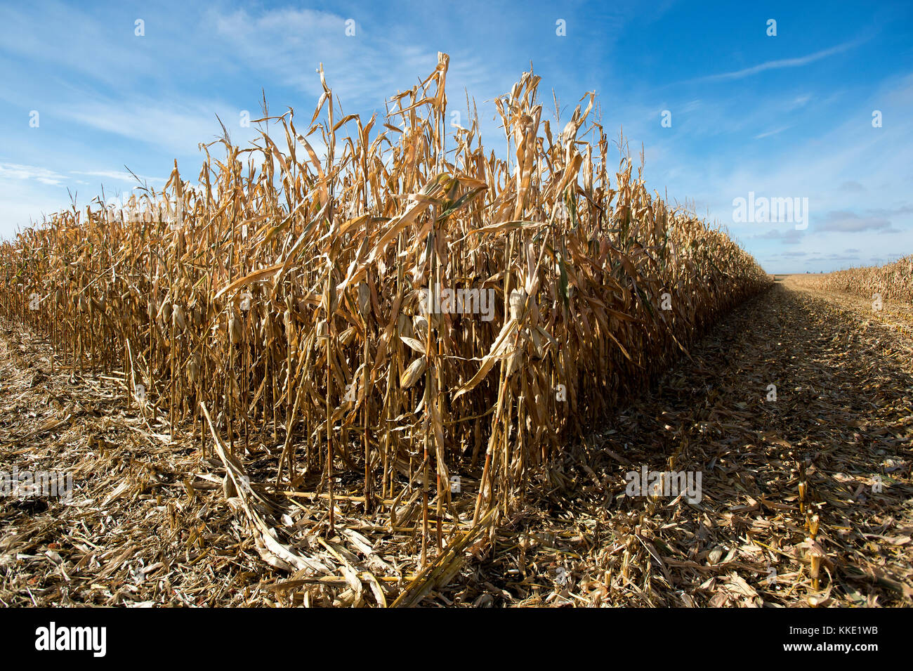 Fall corn harvest hi-res stock photography and images - Alamy