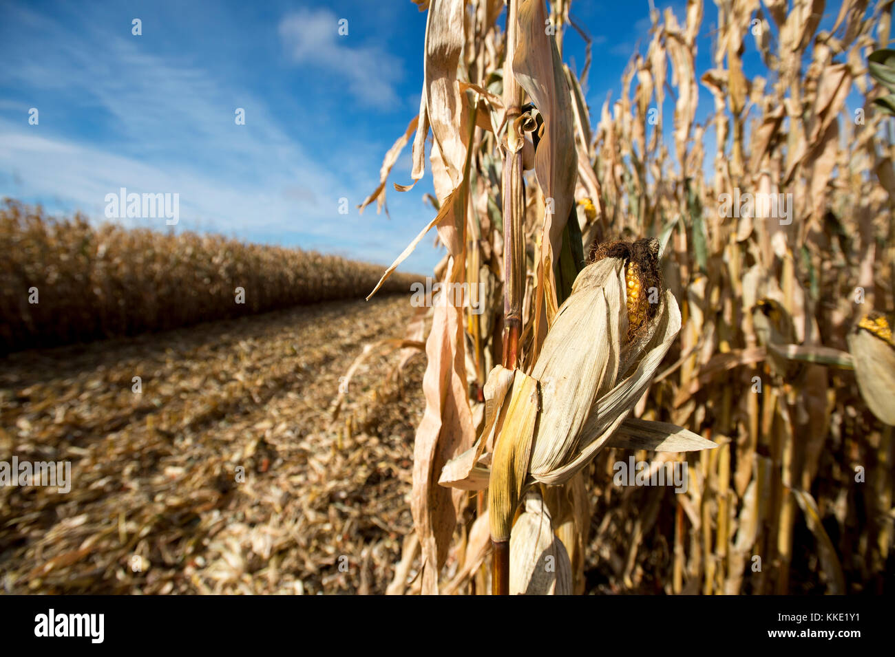CLOSE UP OF HARVEST READY CORN STANDING IN FIELD UTICA, MINNESOTA Stock ...