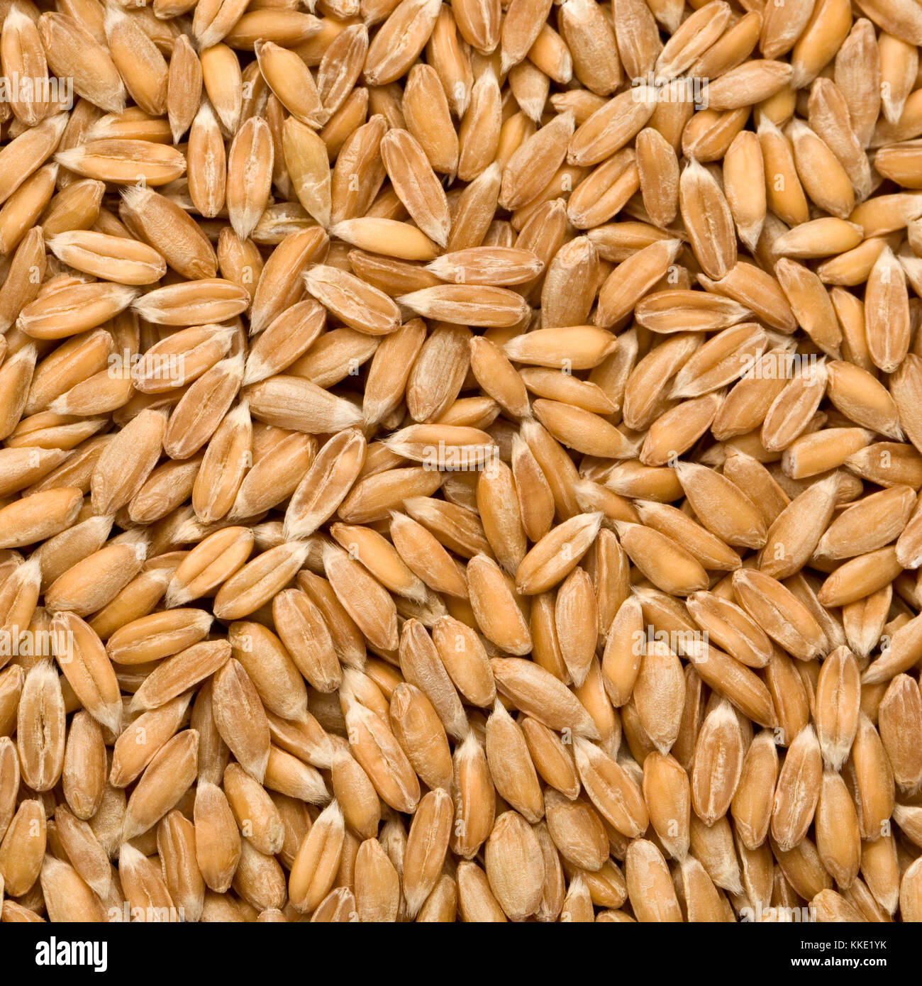 wheat background, perspective view from above close up Stock Photo - Alamy