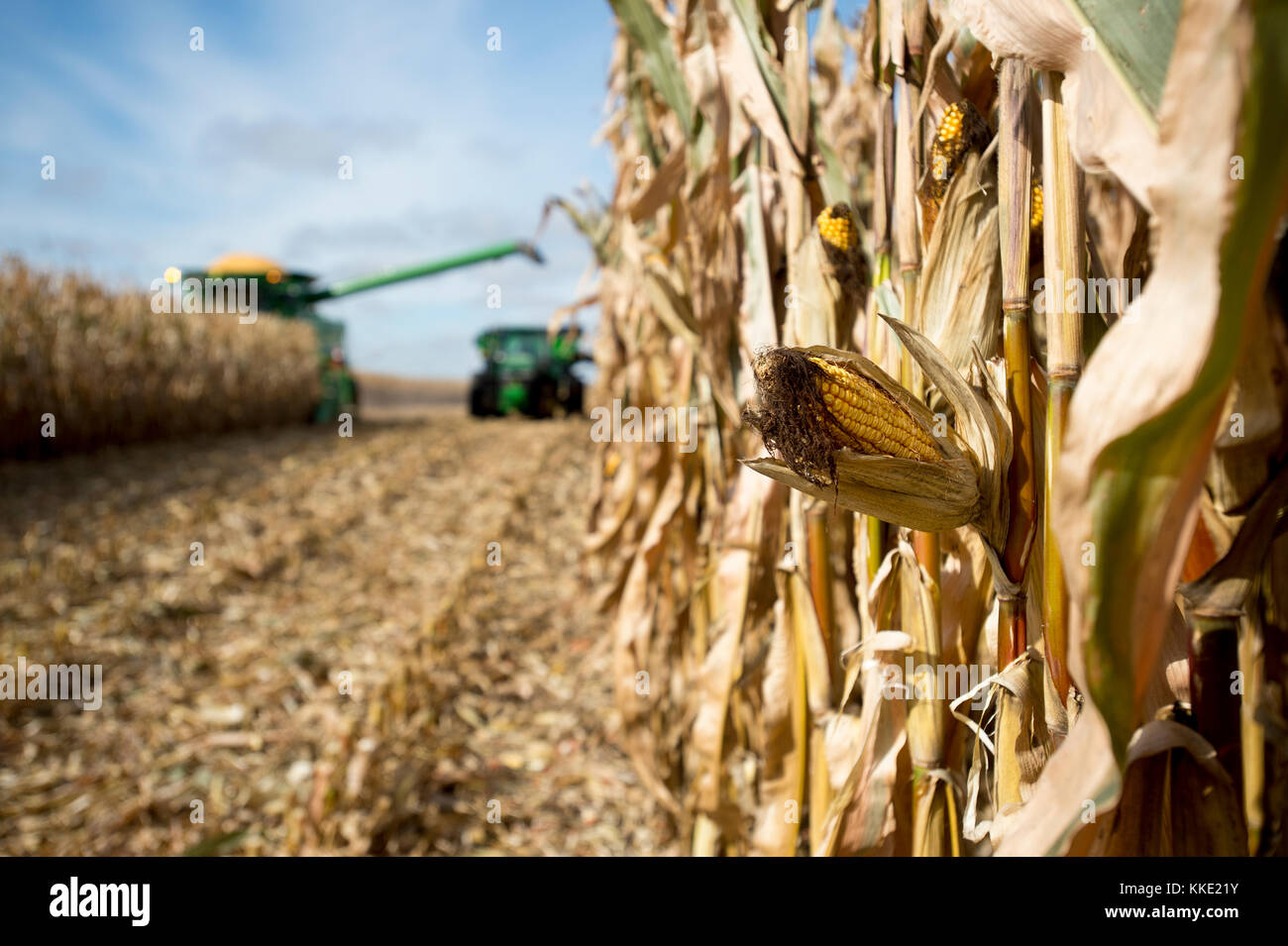 JOHN DEERE COMBINE HARVESTING CORN AND LOADING IN TO HOPPER IN UTICA ...