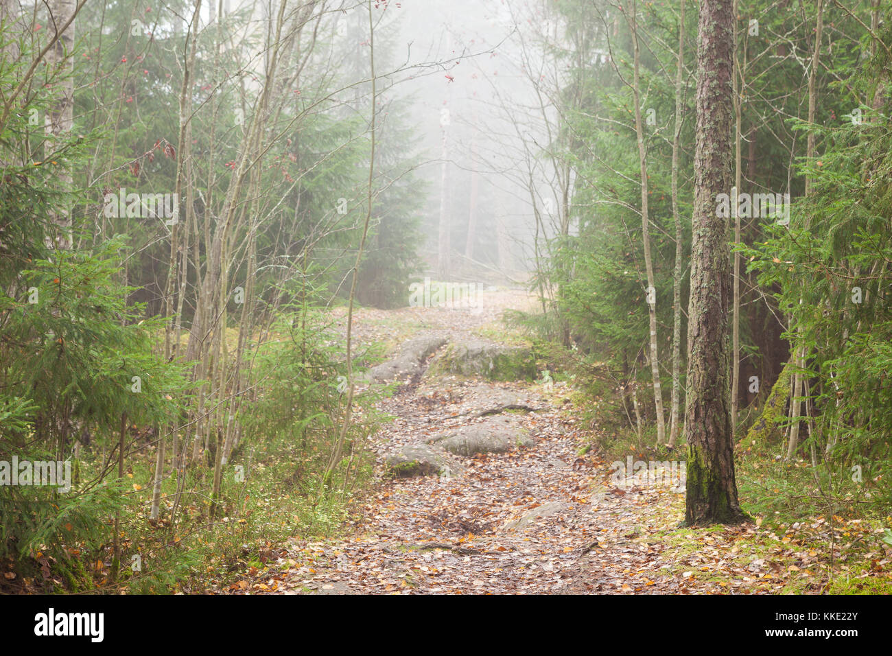Forest at foggy day Stock Photo - Alamy