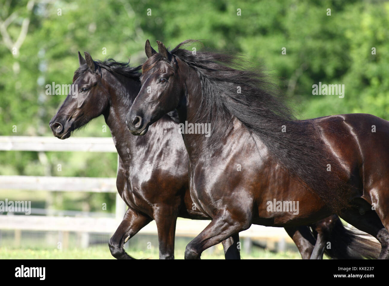 Friesians horses hi-res stock photography and images - Alamy