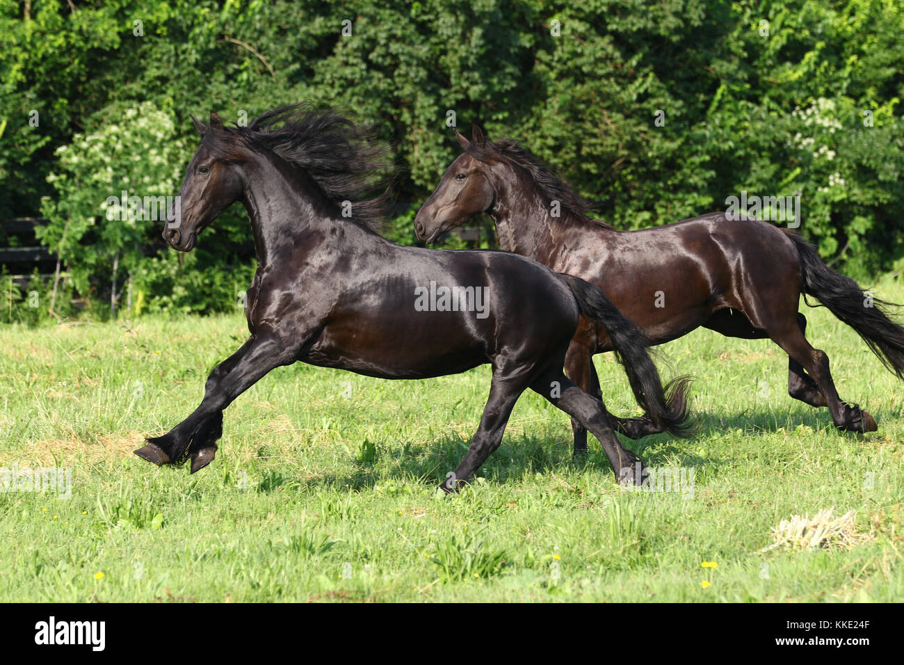 Friesians Horses High Resolution Stock Photography and Images - Alamy