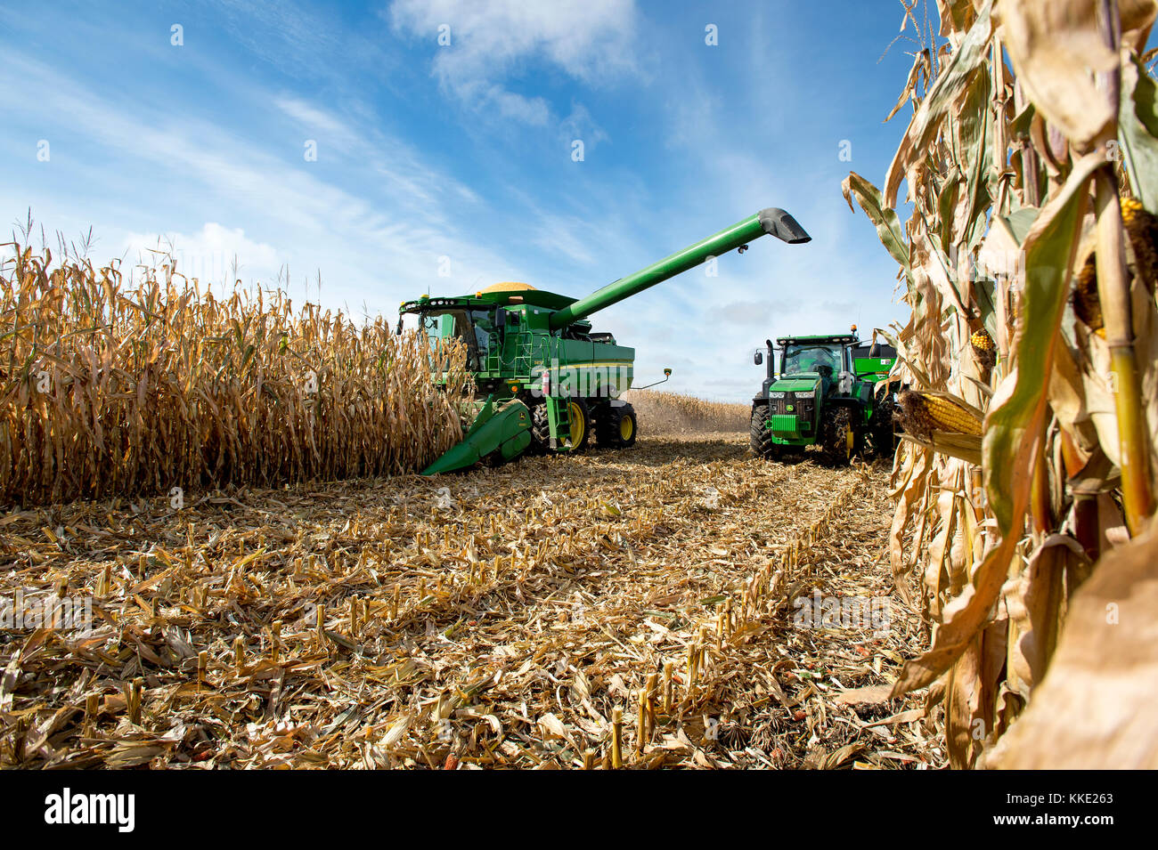 John Deere Combine Harvesting Corn