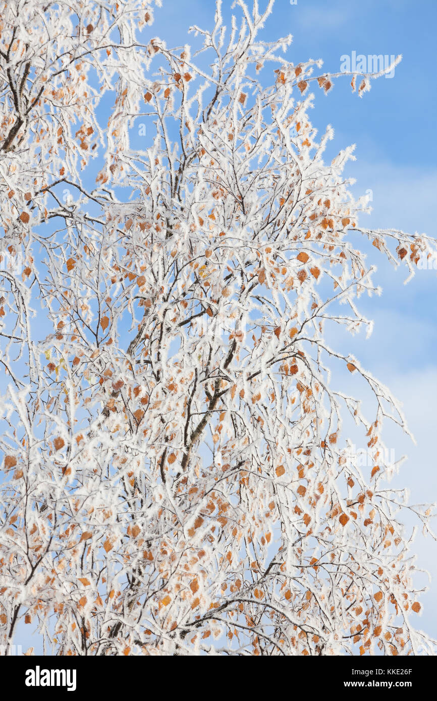 Frost covered birch tree Stock Photo - Alamy