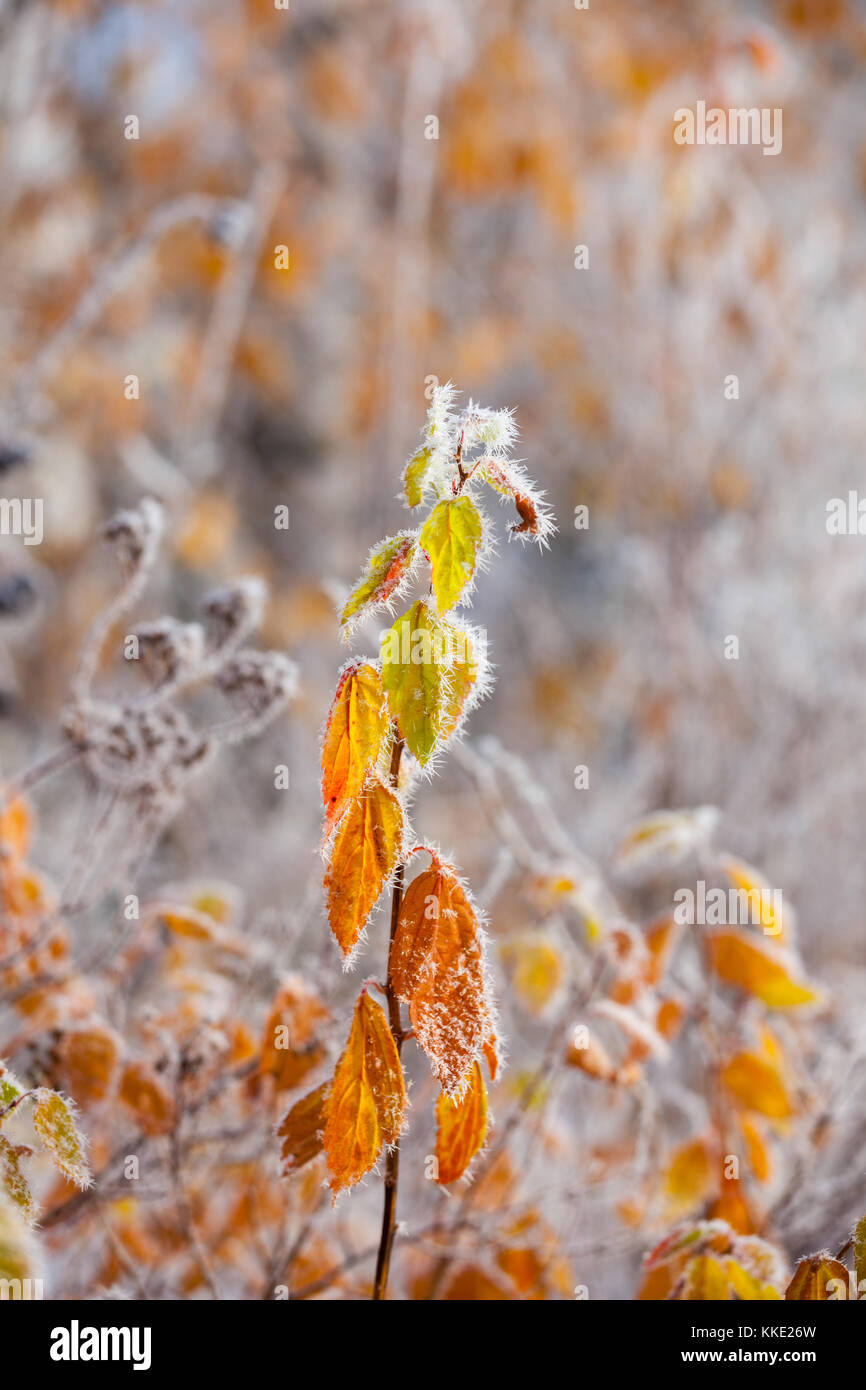 Frozen leaves cold autumn day Stock Photo - Alamy