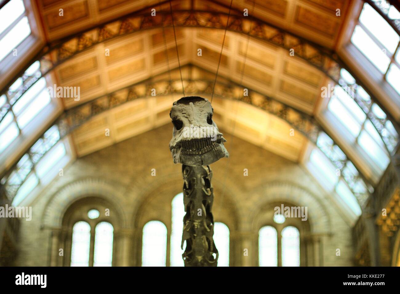 Natural History Museum, London - 15 Feb 2008 - Dippy was the iconic ...