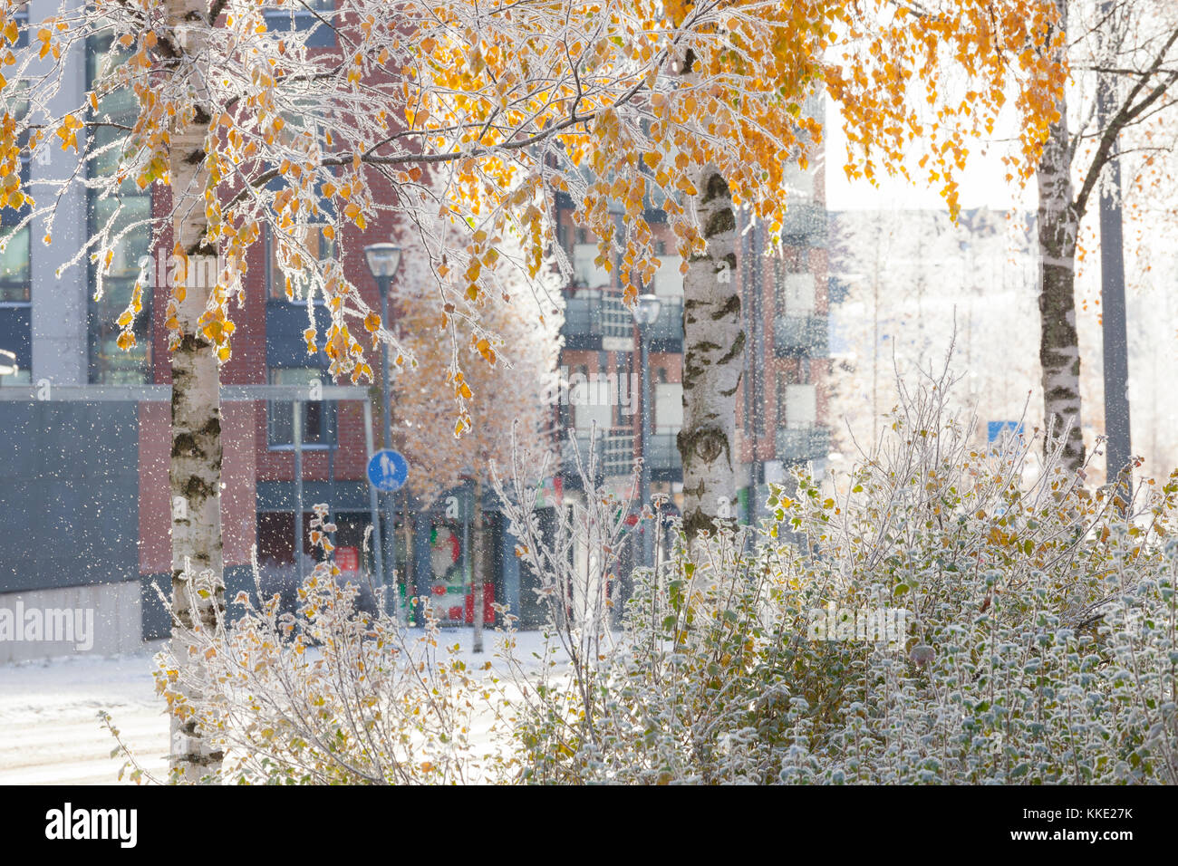 Frozen leaves cold autumn day Stock Photo - Alamy