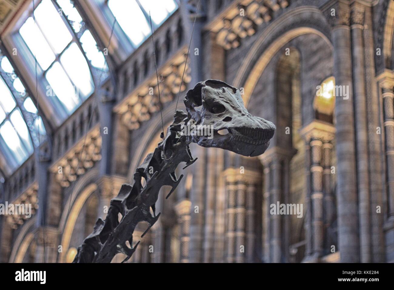 Natural History Museum, London - 15 Feb 2008 - Dippy was the iconic ...