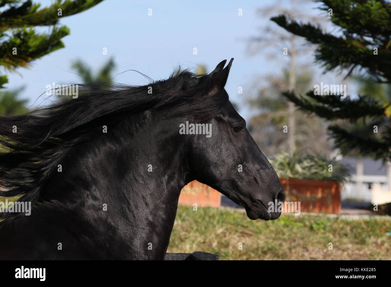 Friesian Horse High Resolution Stock Photography and Images - Alamy
